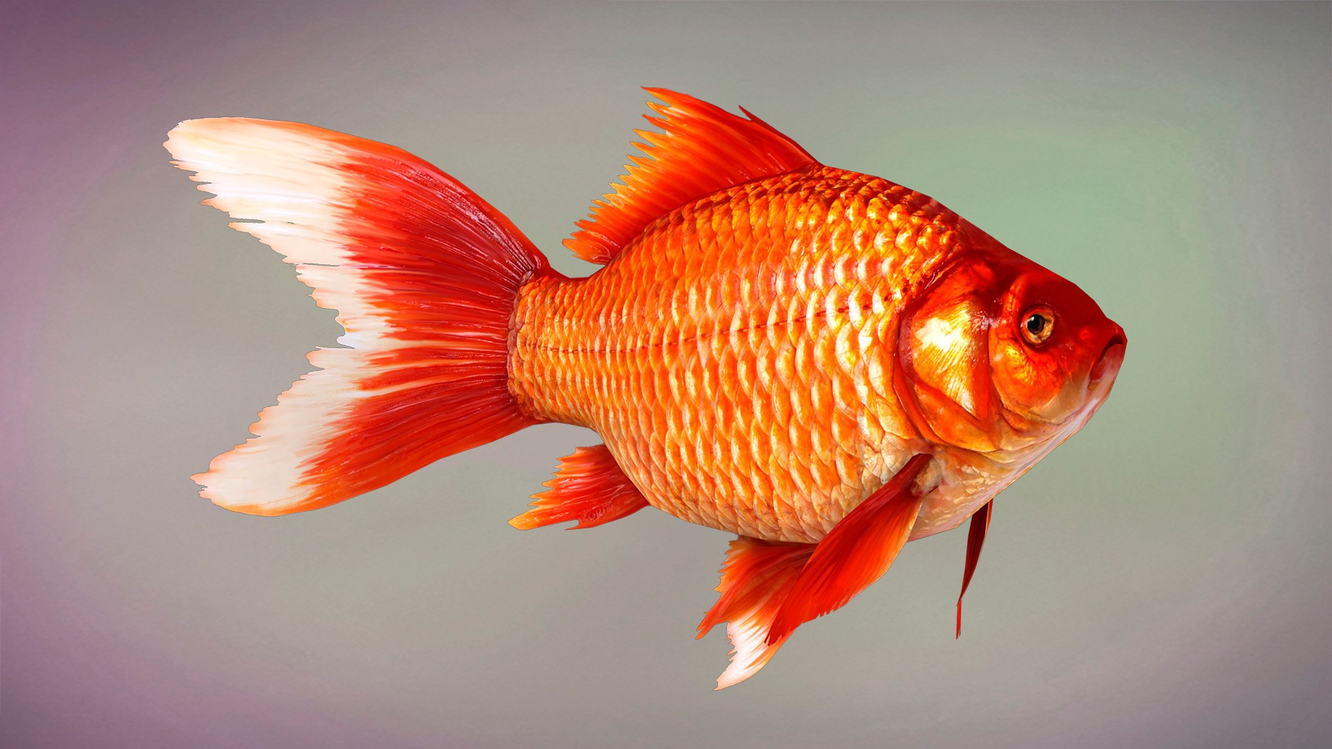 Fish Cyprinus Carpio Low-poly 3D Model - TurboSquid 1905562