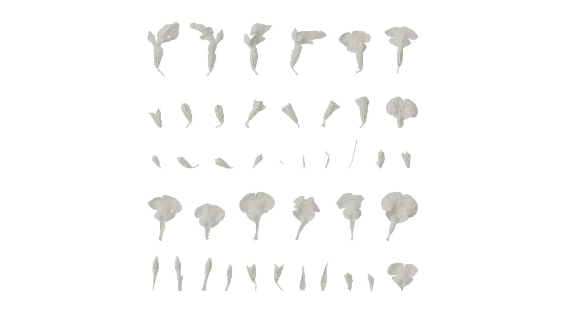 Anydrafts Salvia 07 Flower 01 Textures 3D Model - TurboSquid 2358701