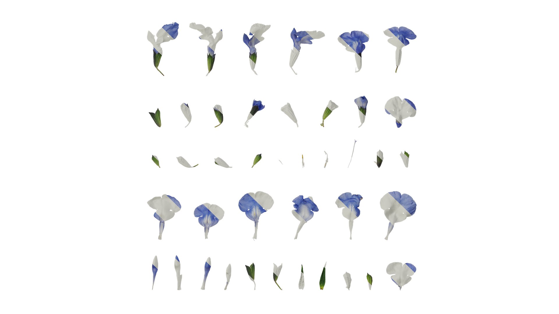 Anydrafts Salvia 07 Flower 01 Textures 3D Model - TurboSquid 2358701