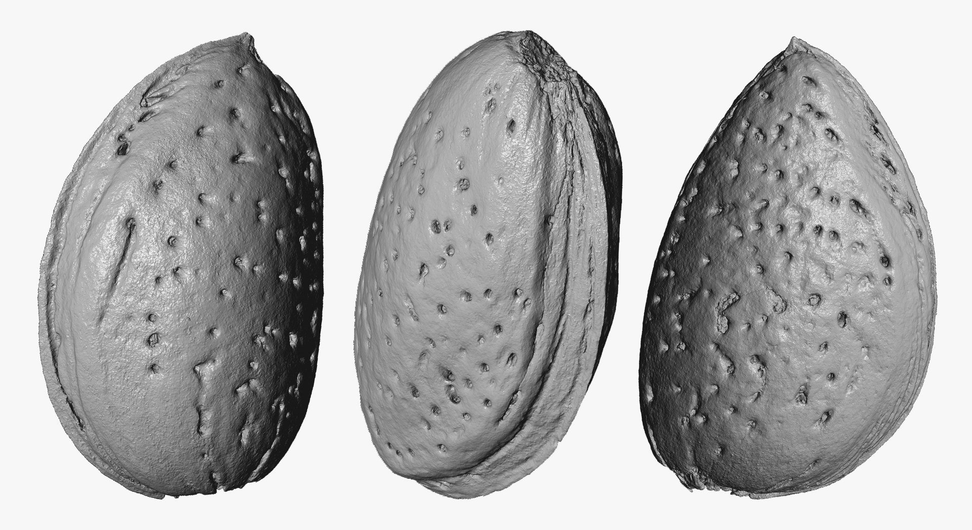 3D Almonds With Shell Collection 02 - 3 Models RAW Scans - TurboSquid ...