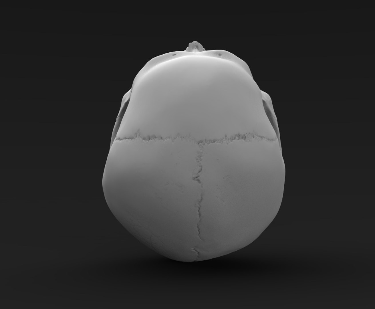 Human Skull 3d Model