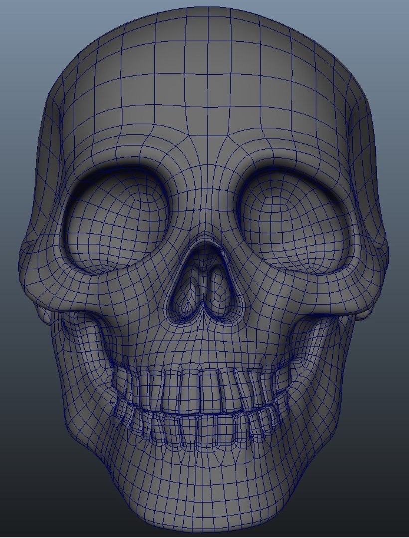 Human Skull 3d Model