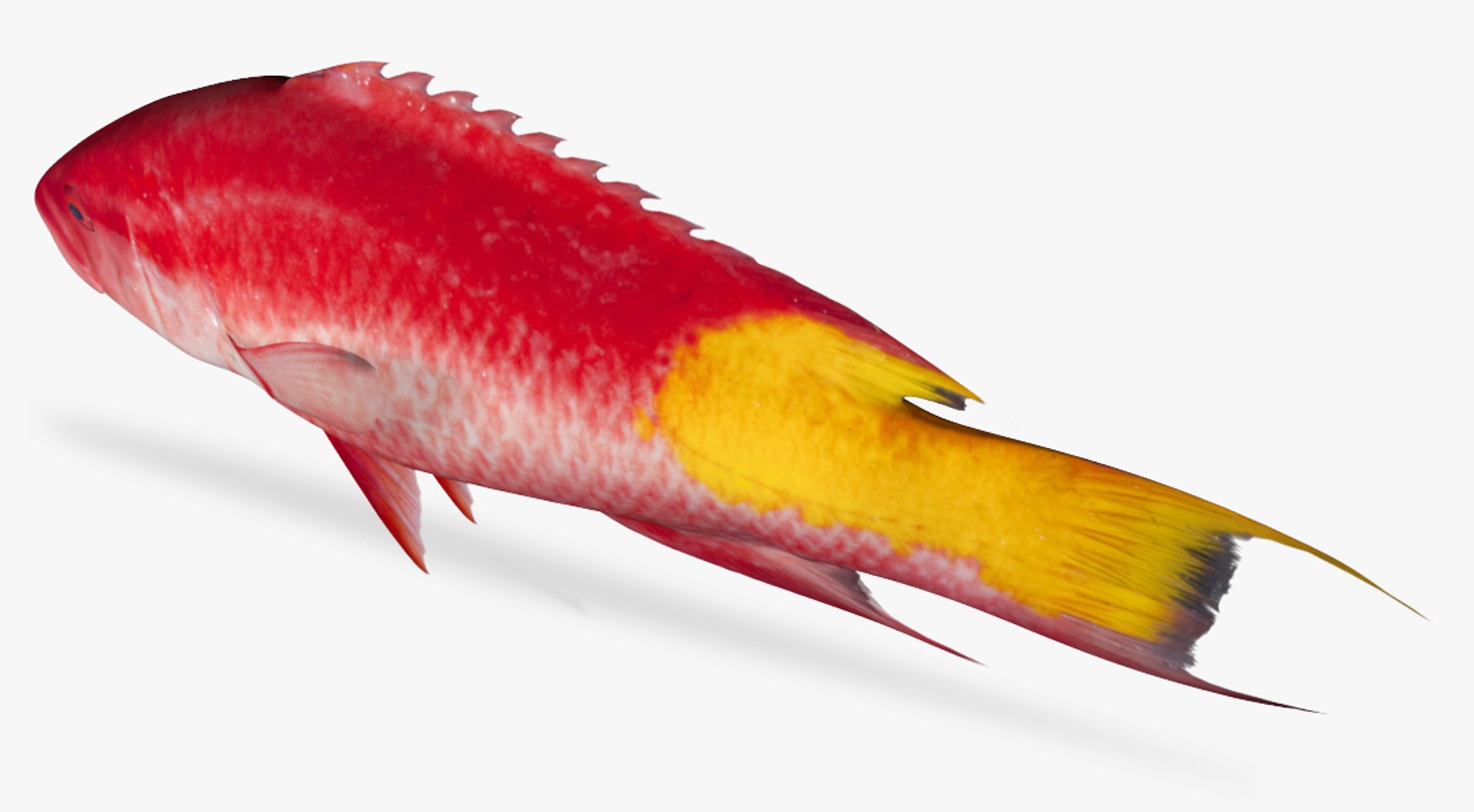 3D Spotfin Hogfish Model | 1144115 | TurboSquid