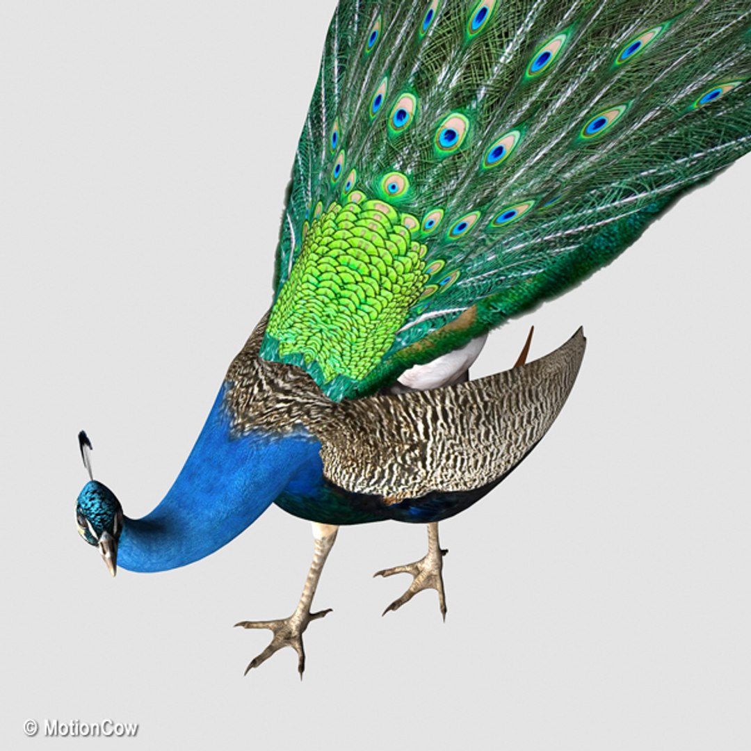 Peacock Tail Fan Max