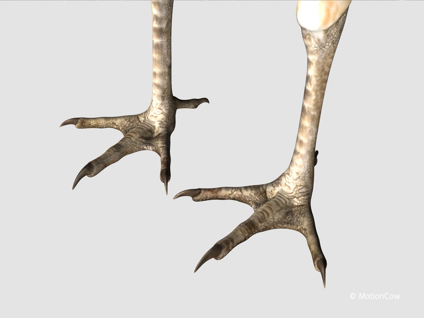 Peacock Tail Fan Max