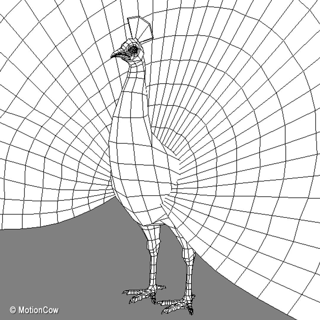 peacock tail fan max