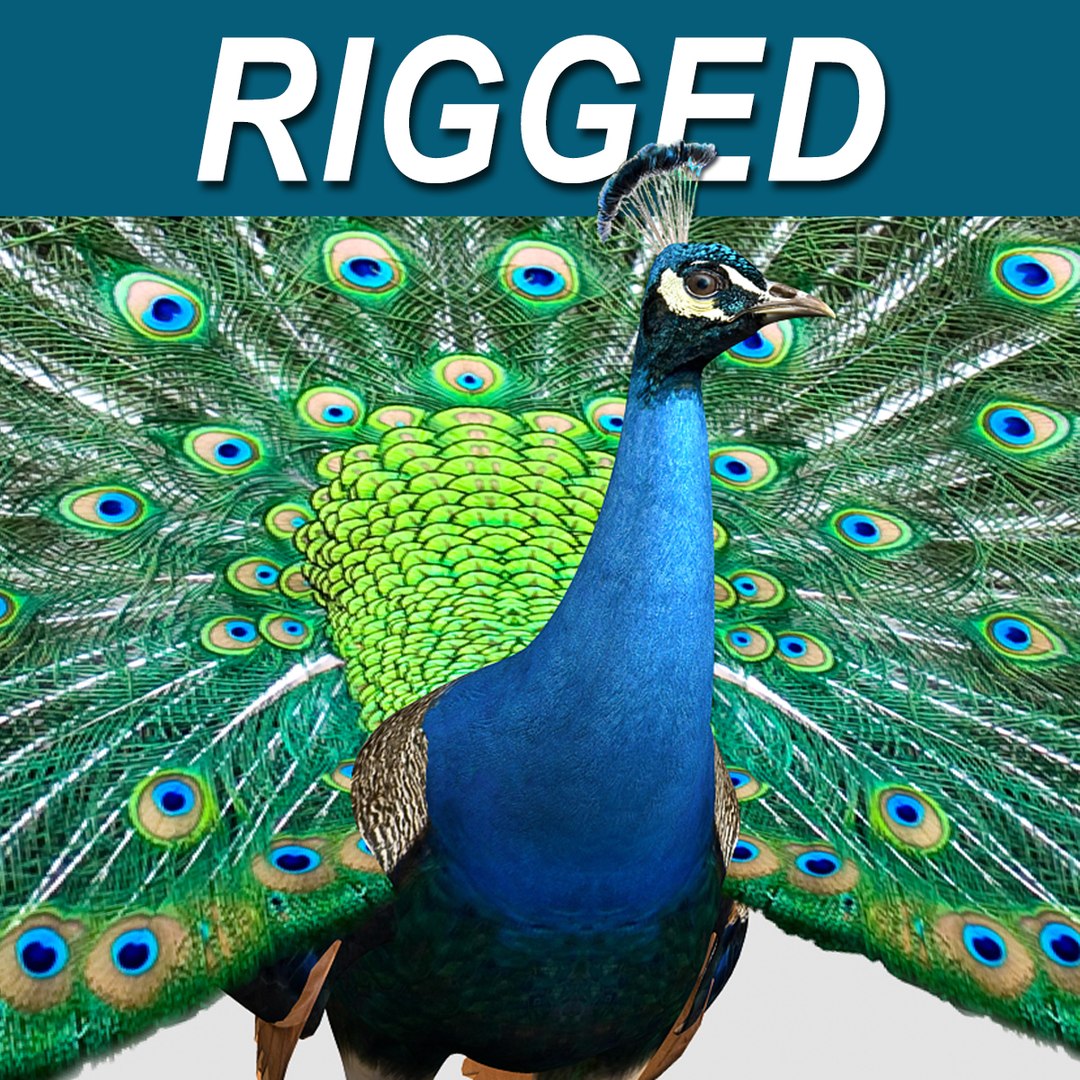 Peacock Tail Fan Max