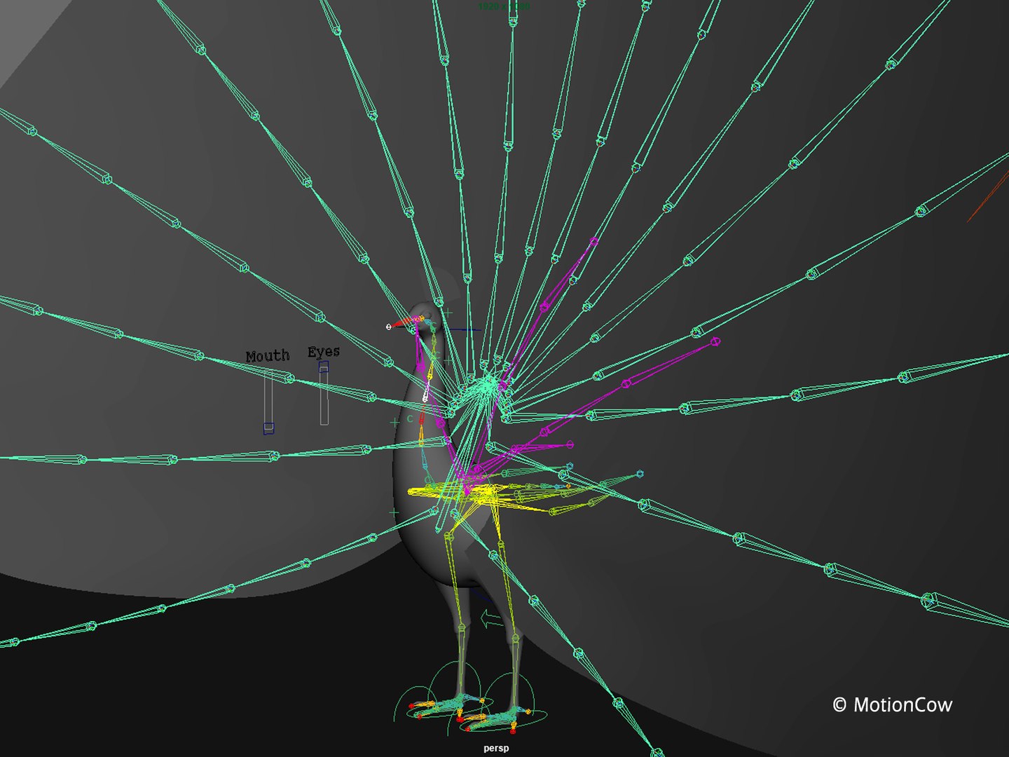 Peacock Tail Fan Max