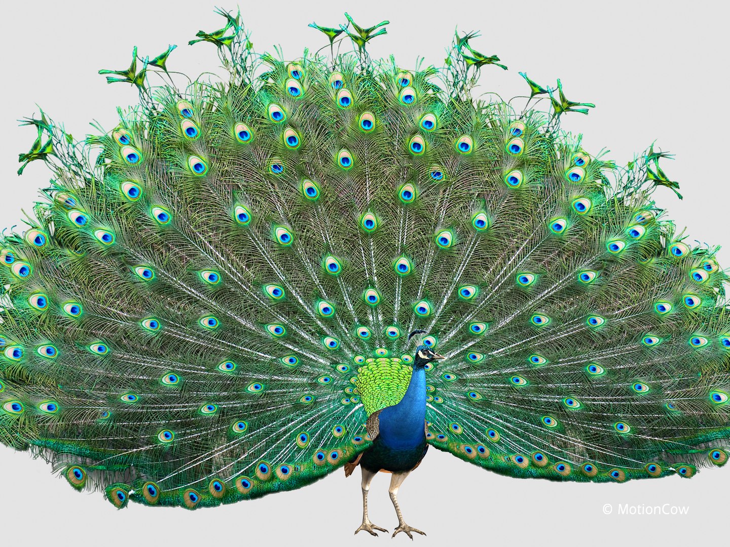 Peacock Tail Fan Max