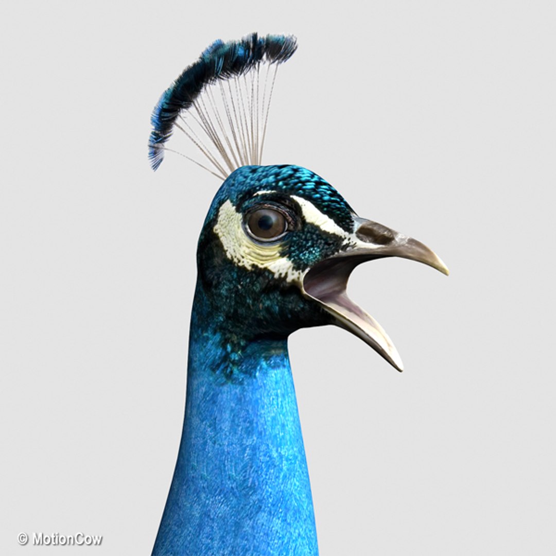 Peacock Tail Fan Max