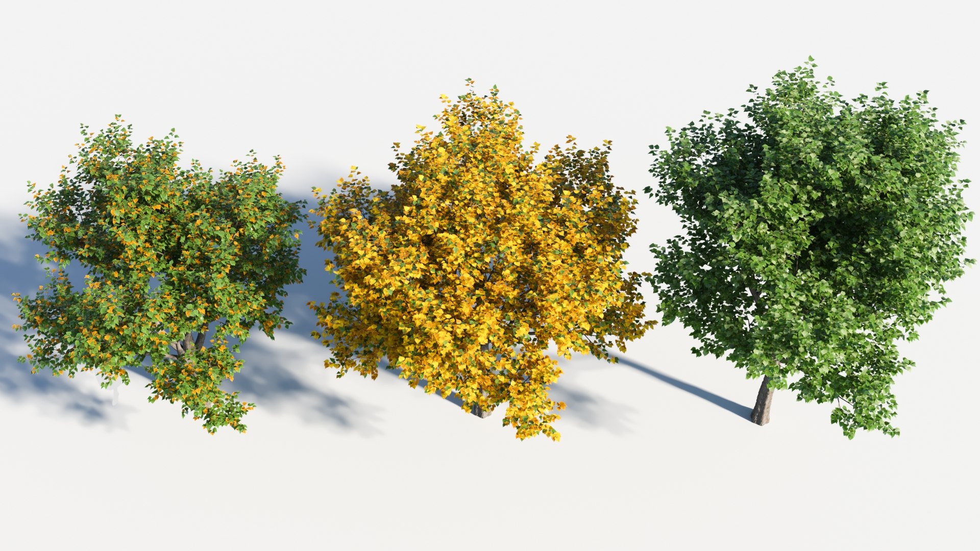 Populus Balsamifera Tree-4 3D - TurboSquid 2085088
