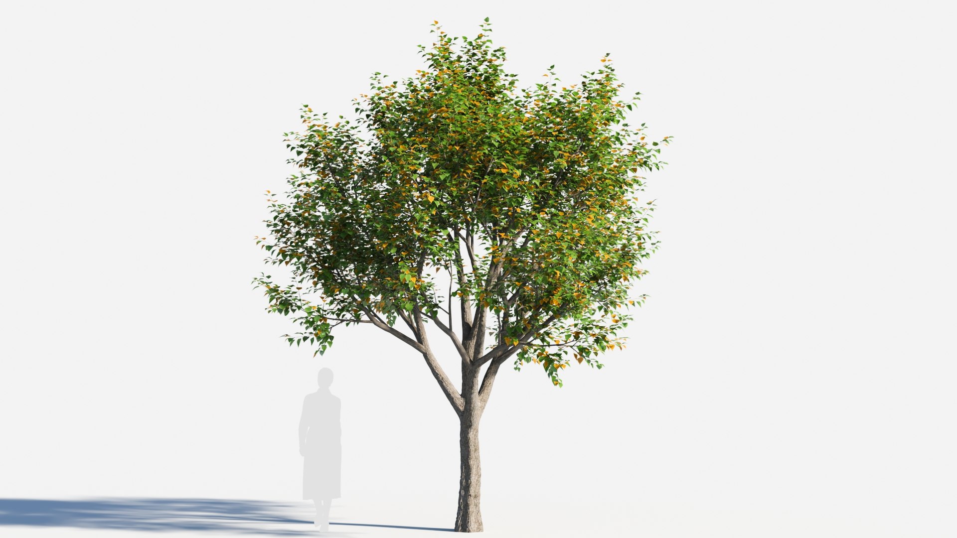 Populus Balsamifera Tree-4 3D - TurboSquid 2085088