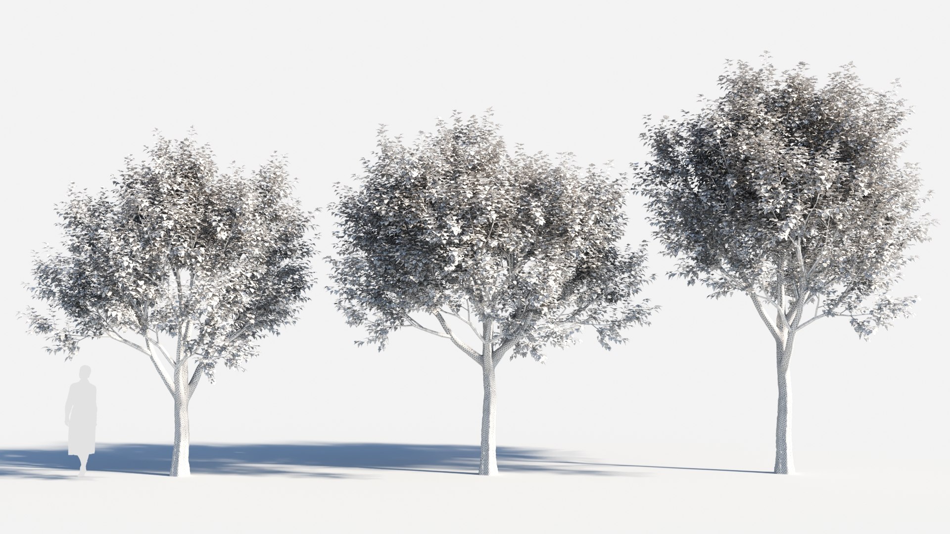 Populus Balsamifera Tree-4 3D - TurboSquid 2085088