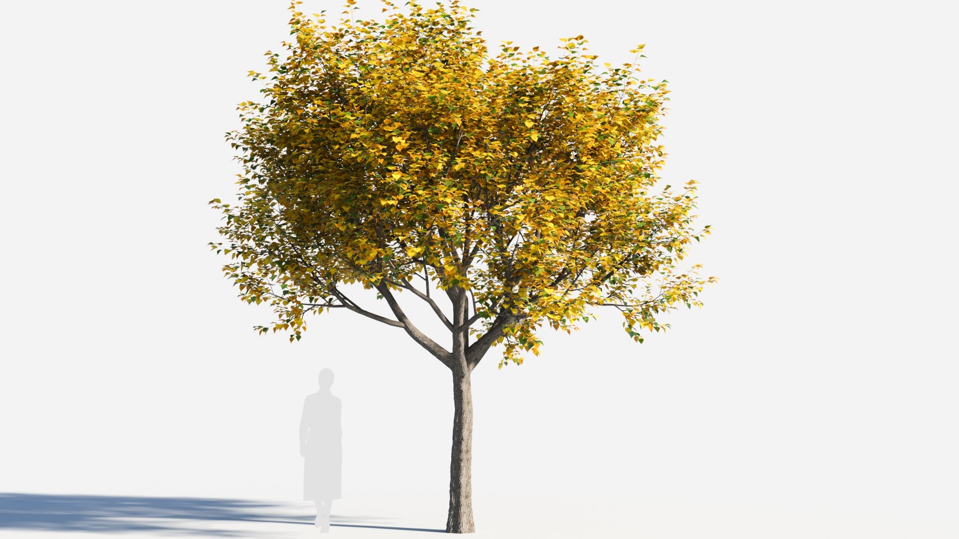 Populus Balsamifera Tree-4 3D - TurboSquid 2085088