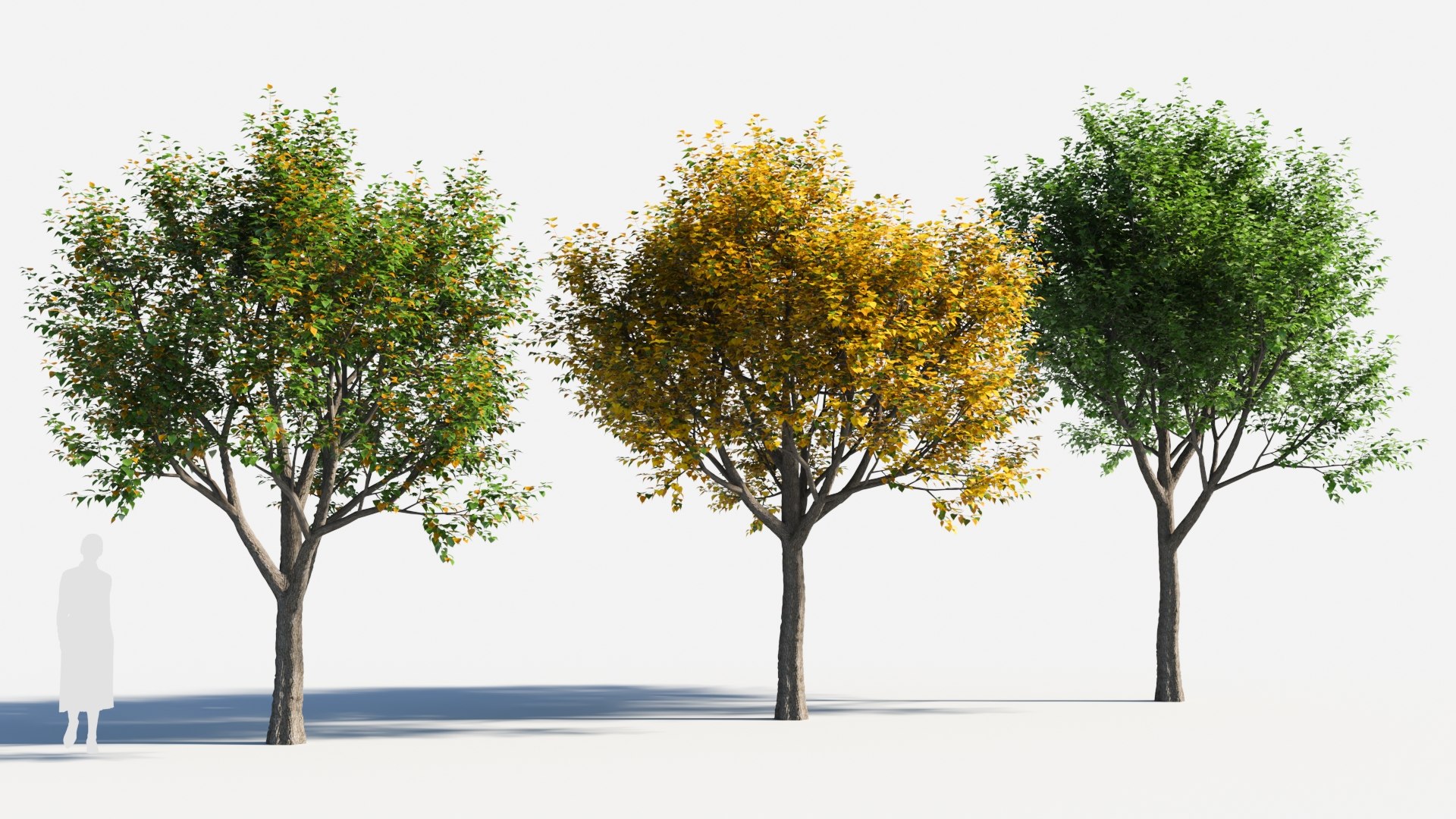 Populus Balsamifera Tree-4 3D - TurboSquid 2085088