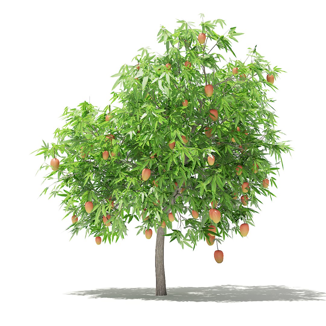 3D Mango Tree Fruits 2 - TurboSquid 1306258