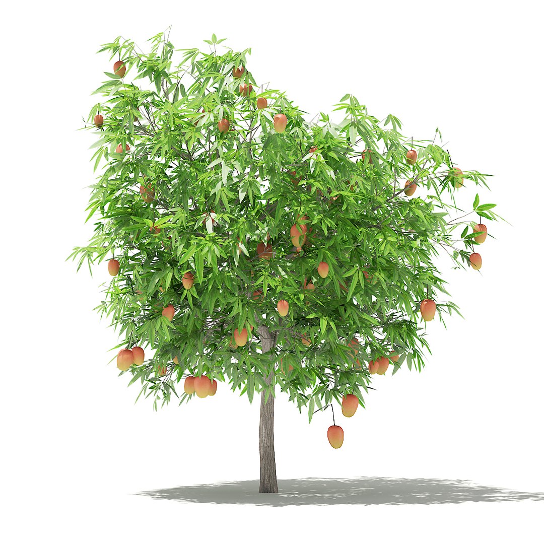 3D Mango Tree Fruits 2 - TurboSquid 1306258