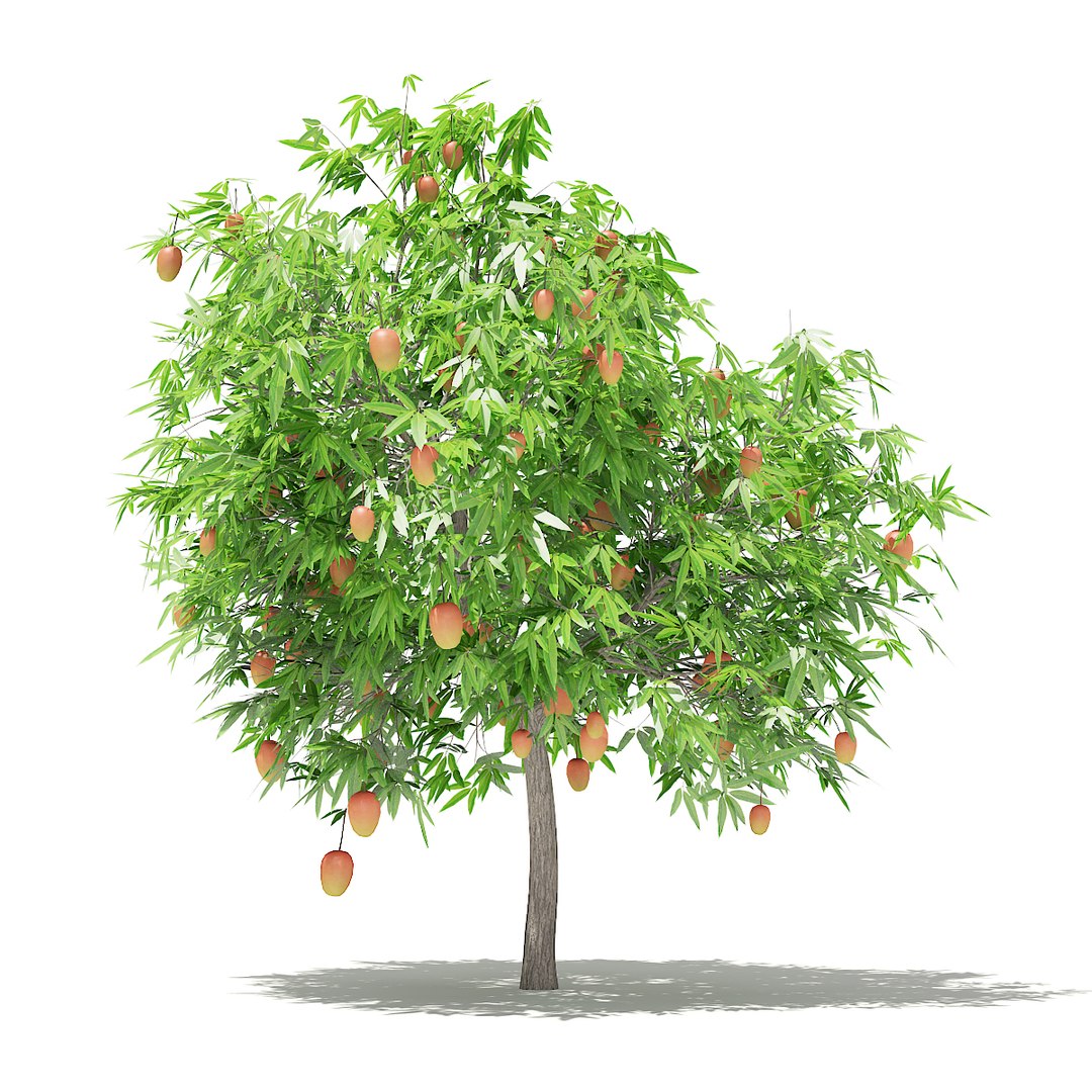 3D Mango Tree Fruits 2 - TurboSquid 1306258