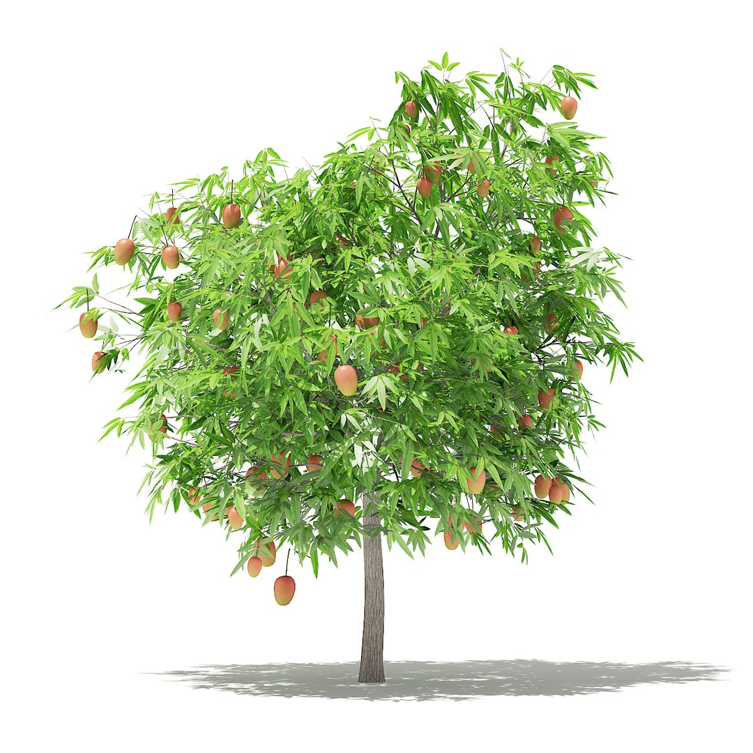 3D Mango Tree Fruits 2 - TurboSquid 1306258