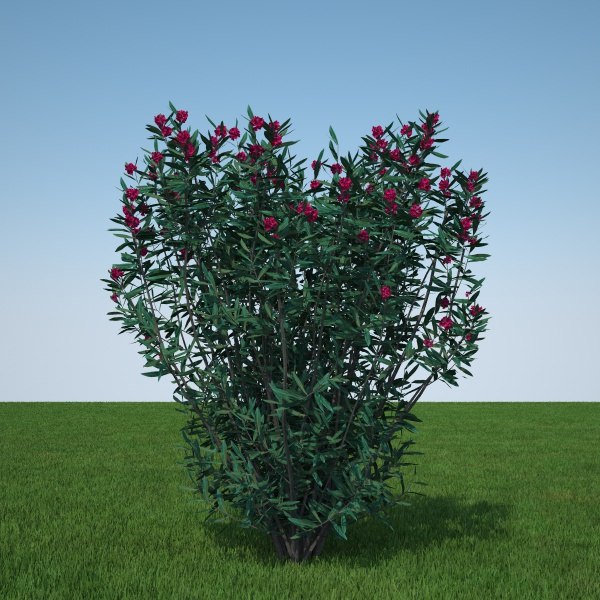 3D Oleander Models | TurboSquid