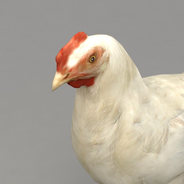 3d model rigged chicken