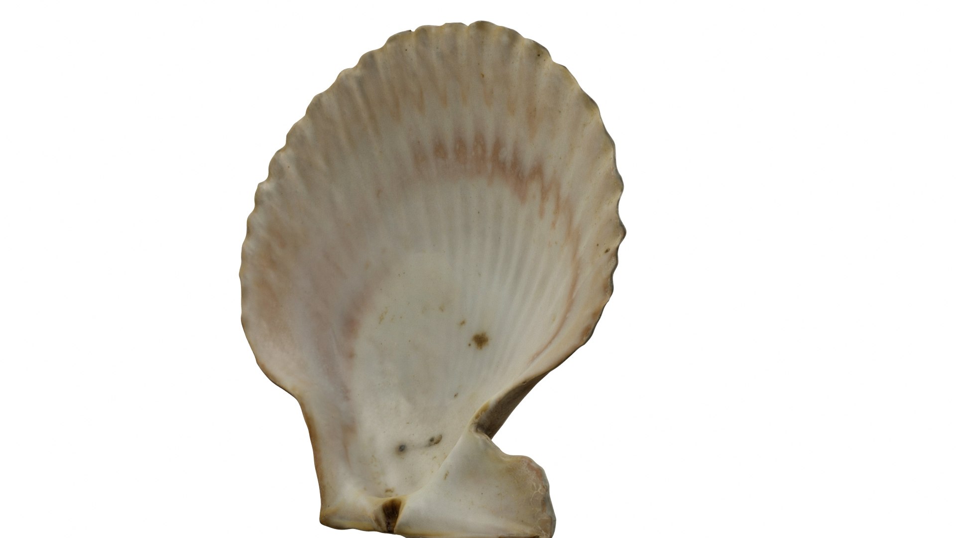 Scallop 4 model - TurboSquid 1792448