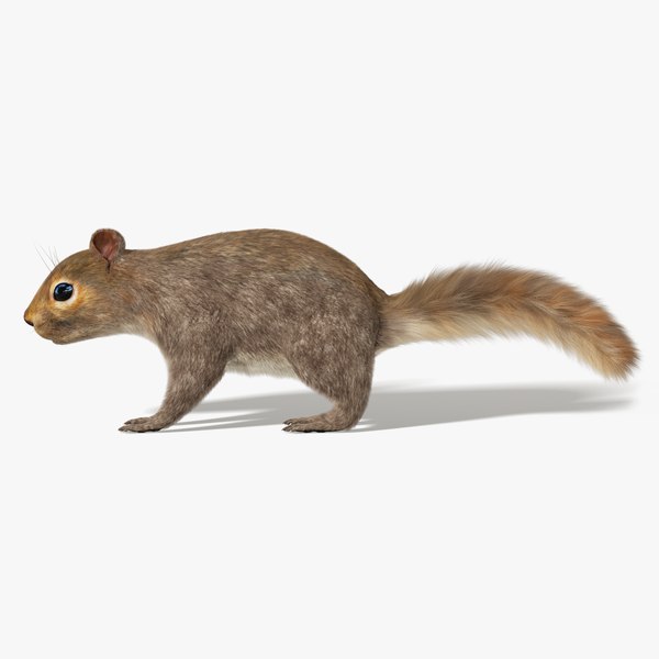 modelo 3d Ardilla (piel) aparejado - TurboSquid 1150239