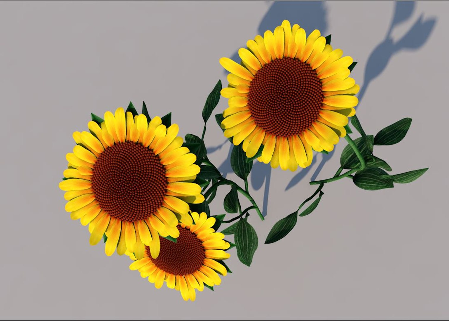 Sun Flower Sunflower Model - TurboSquid 1478896