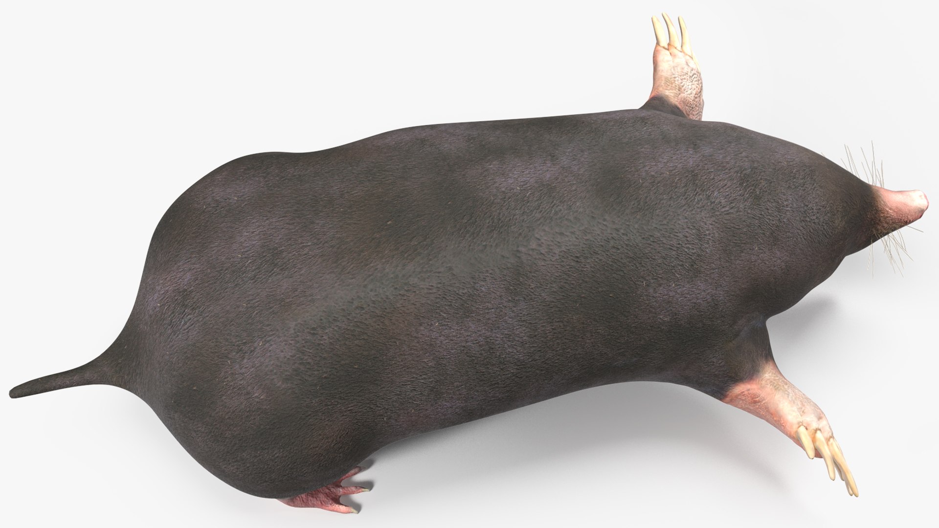 3D European Mole Animal Rigged Model - TurboSquid 2222163