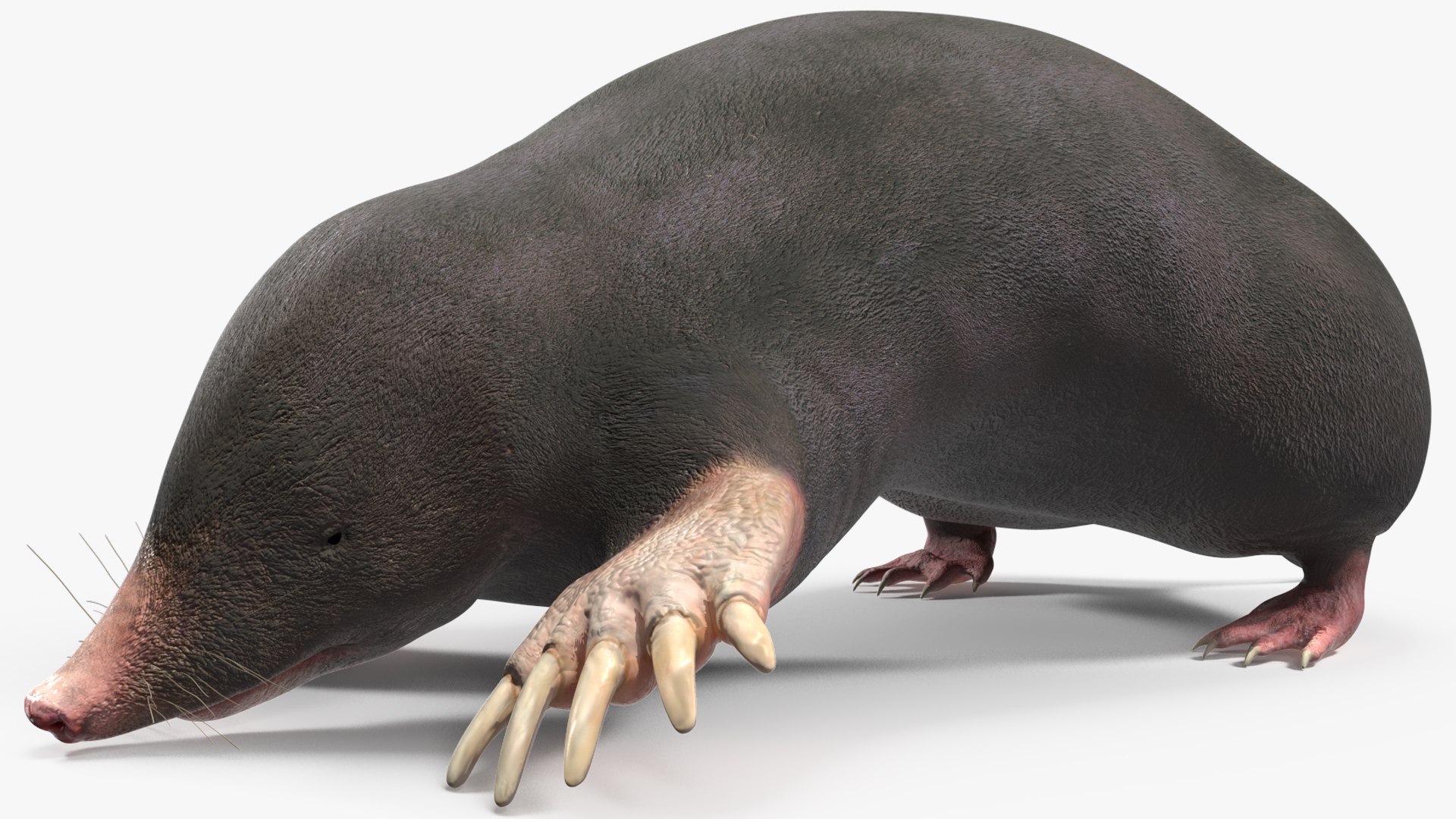 3D European Mole Animal Rigged Model - TurboSquid 2222163