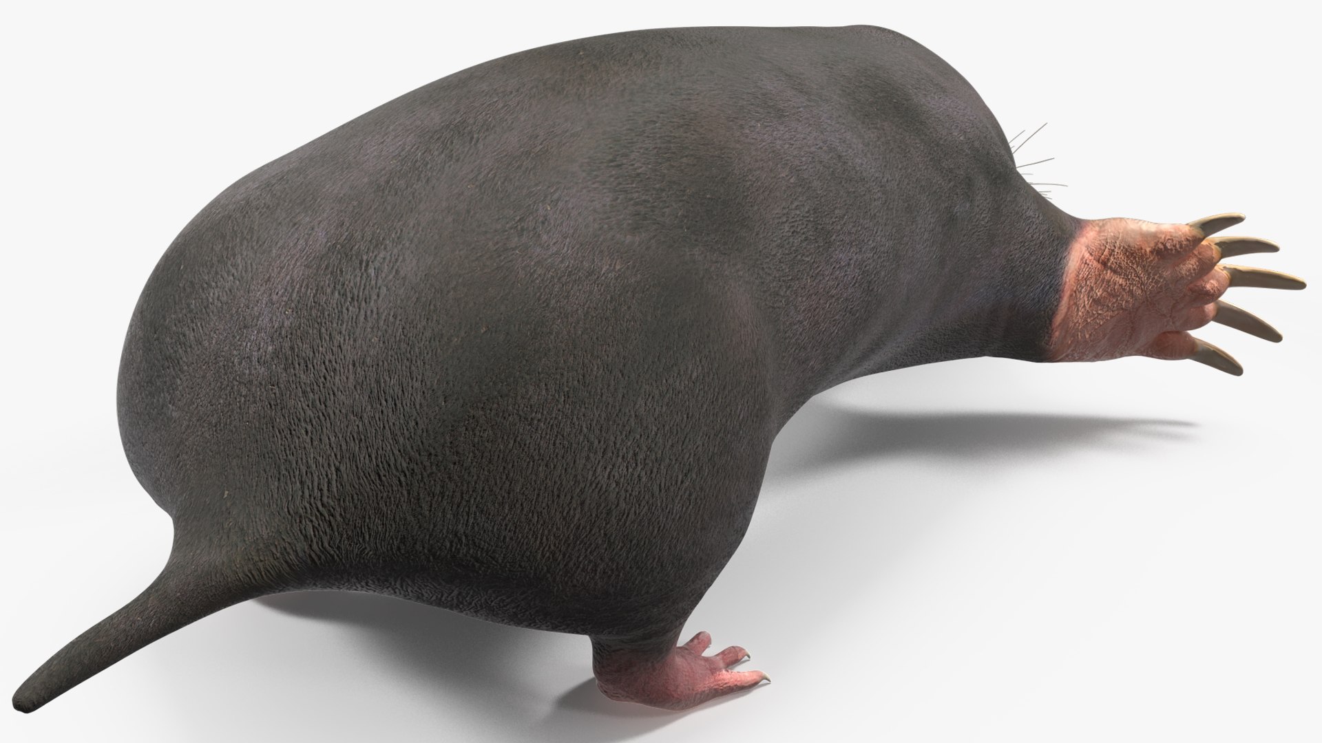 3D European Mole Animal Rigged Model - TurboSquid 2222163