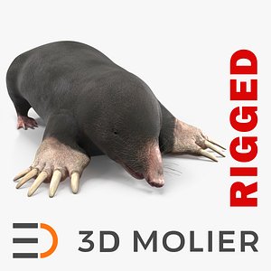 Free 3D Mole Models | TurboSquid