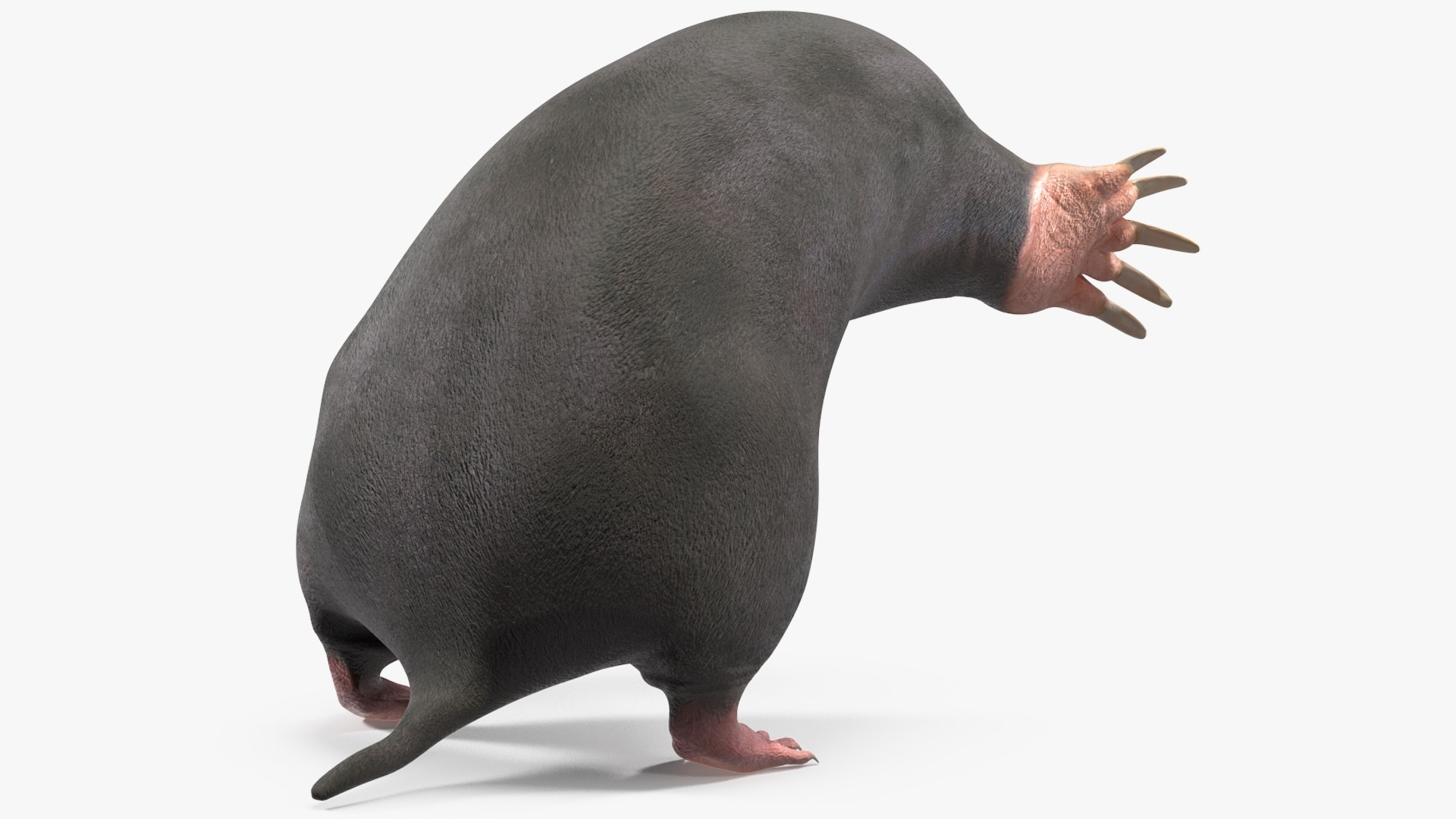 3D European Mole Animal Rigged Model - TurboSquid 2222163
