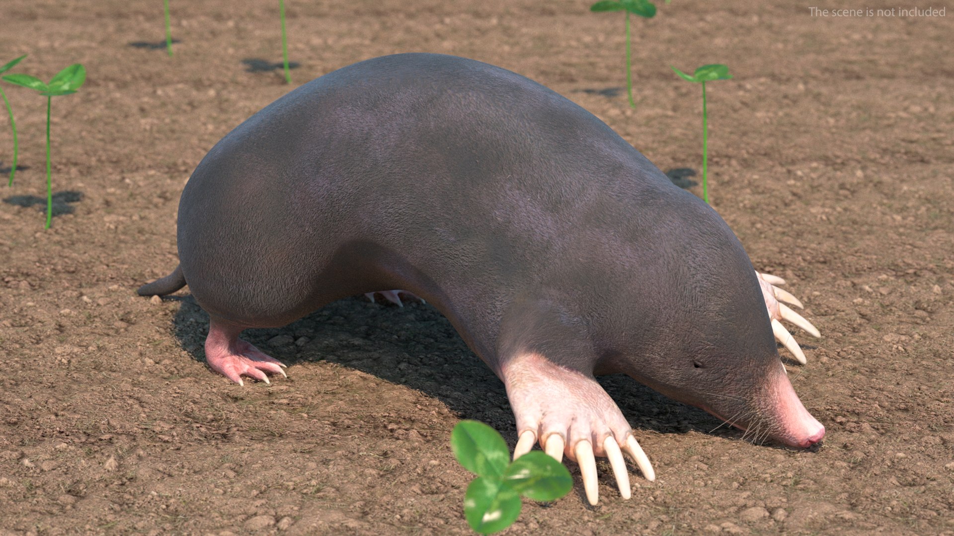 3D European Mole Animal Rigged Model - TurboSquid 2222163