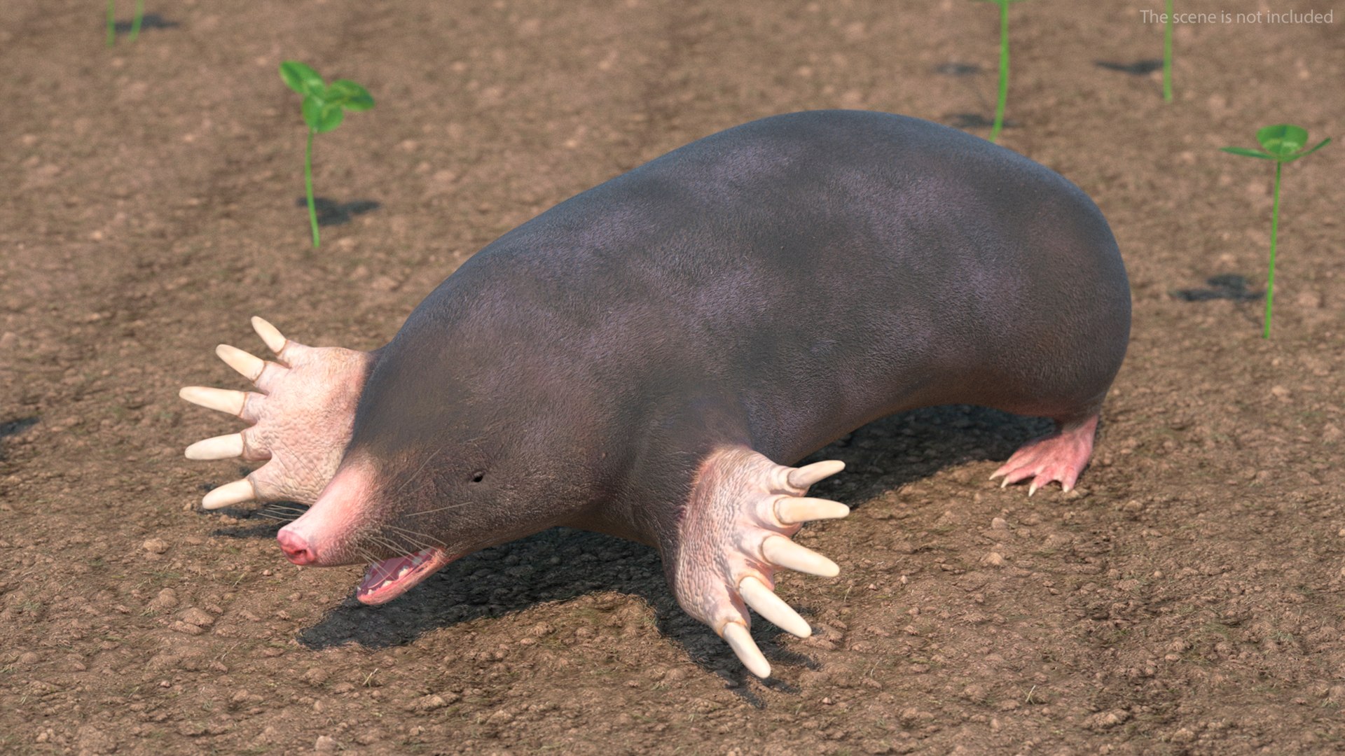 3D European Mole Animal Rigged Model - TurboSquid 2222163