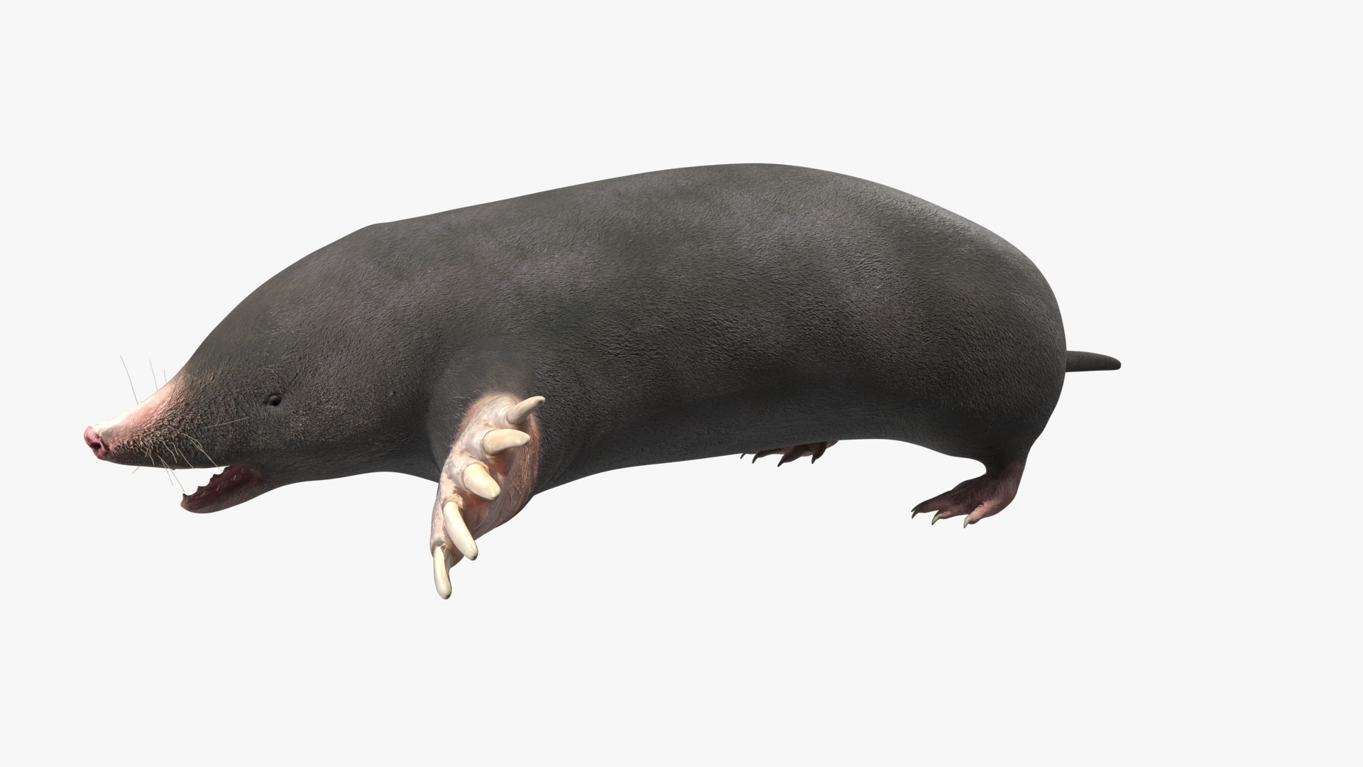 3D European Mole Animal Rigged Model - TurboSquid 2222163