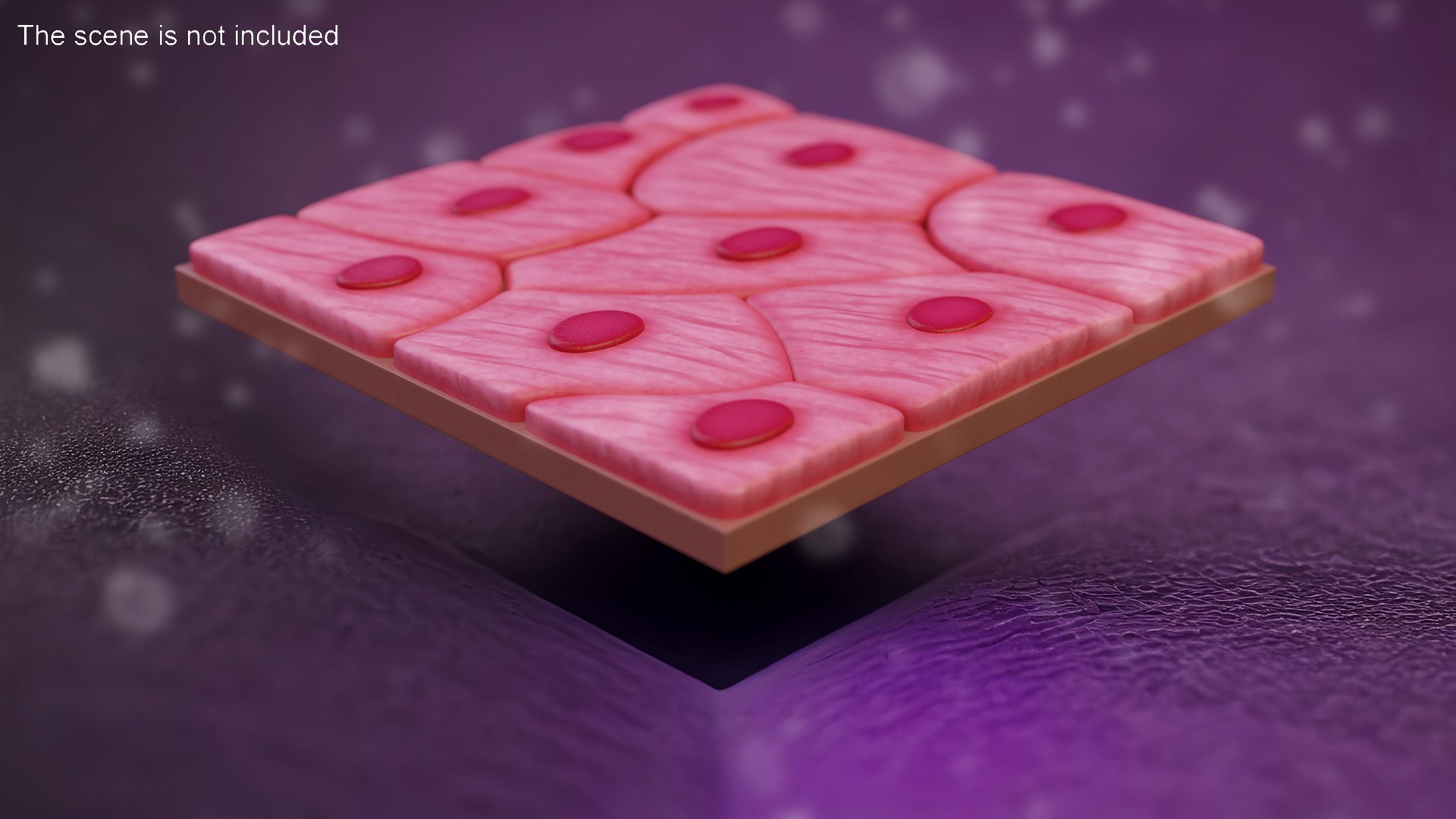 Squamous Epithelium Model - TurboSquid 2235509