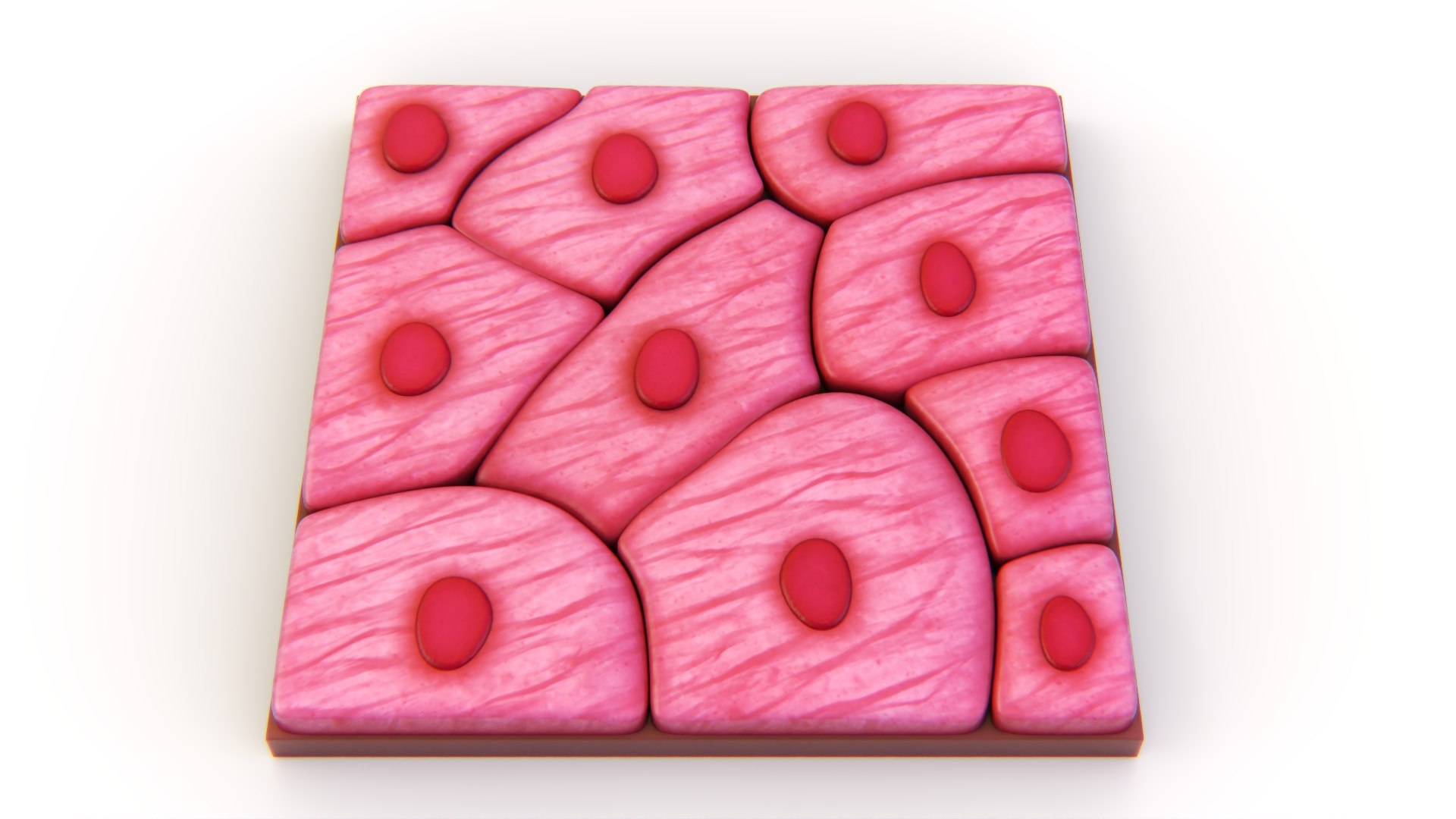 Squamous Epithelium Model - TurboSquid 2235509
