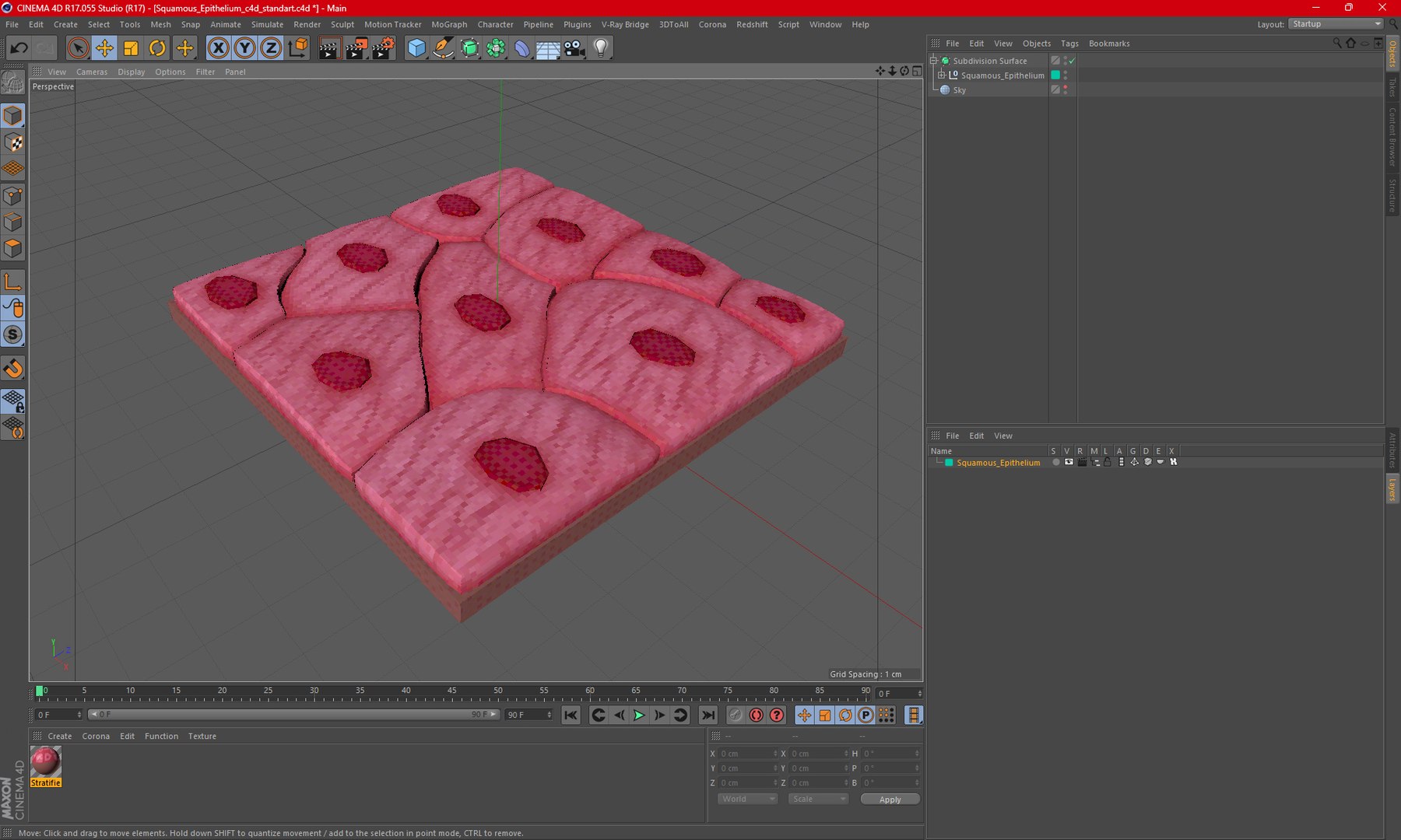 Squamous Epithelium Model - TurboSquid 2235509