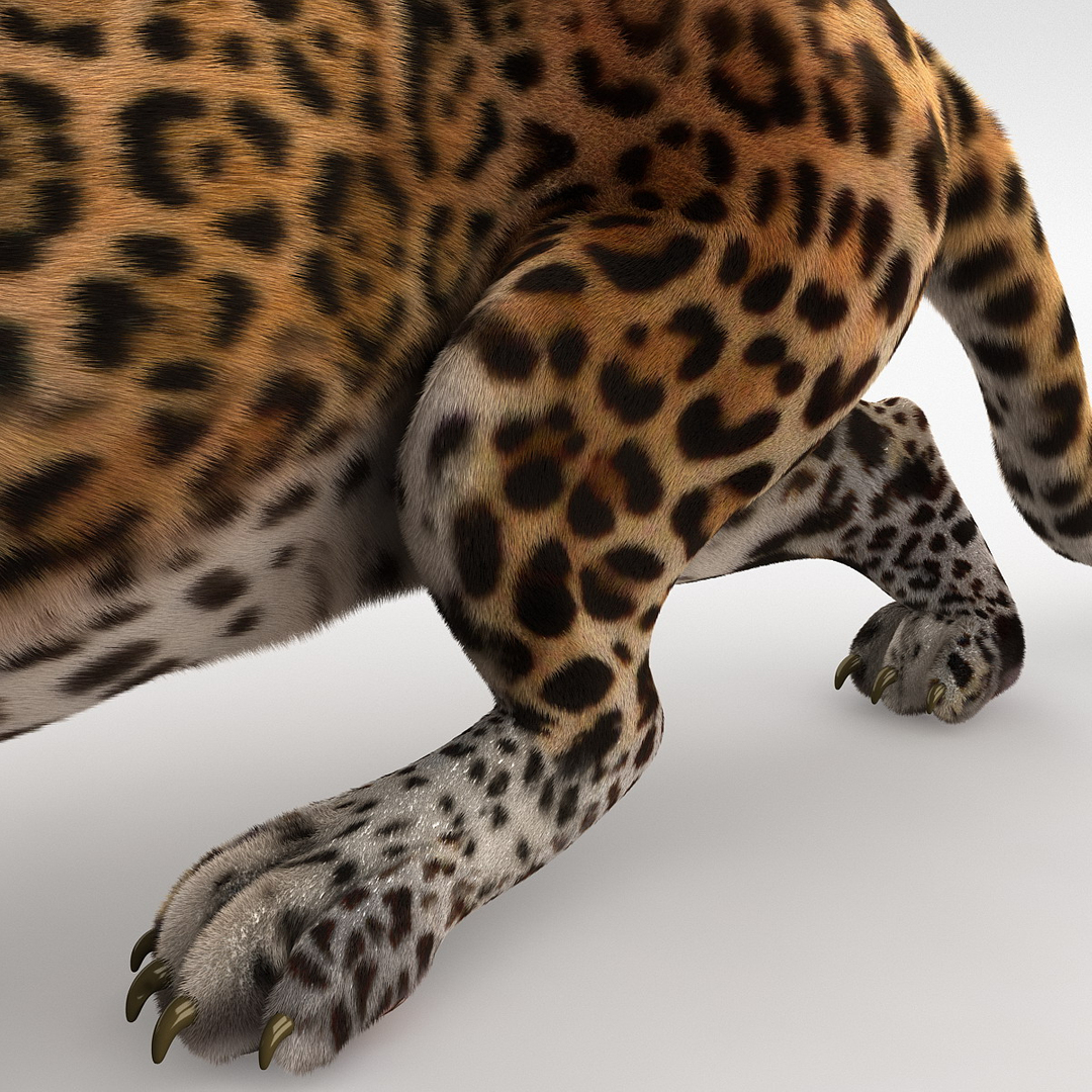 modelo 3d Pose de jaguar 3 pieles - TurboSquid 804199