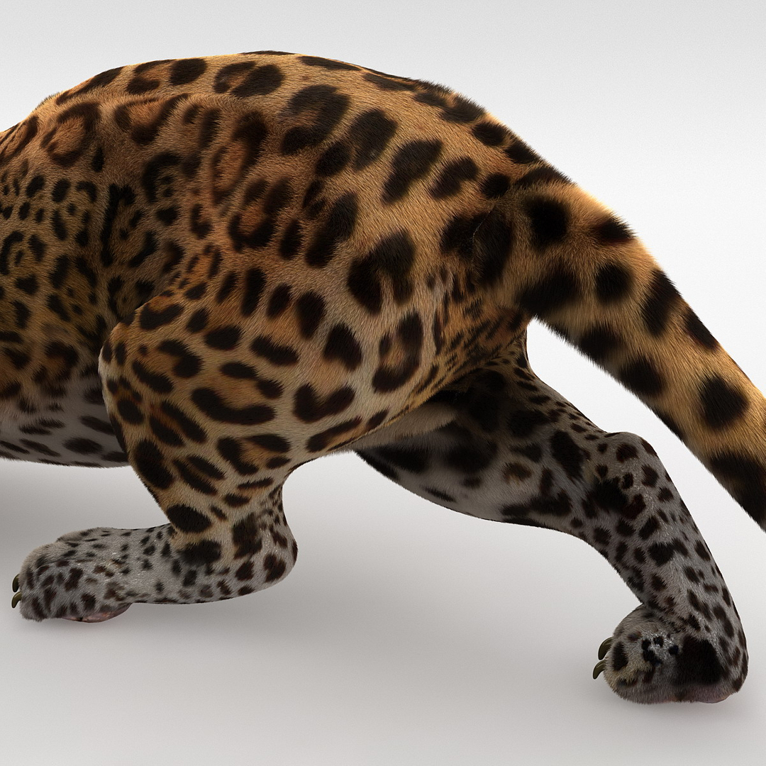 modelo 3d Pose de jaguar 3 pieles - TurboSquid 804199