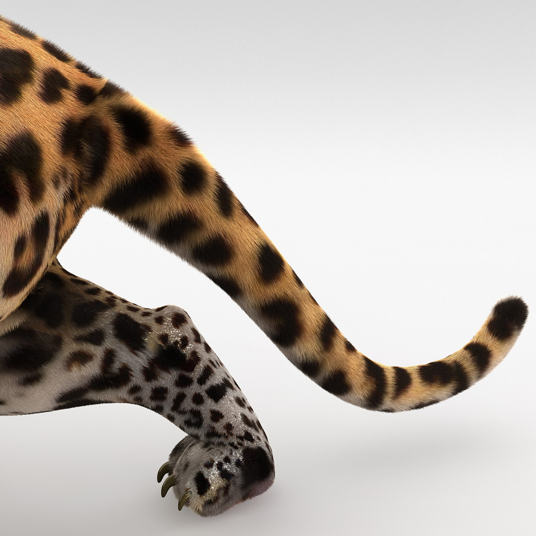 modelo 3d Pose de jaguar 3 pieles - TurboSquid 804199