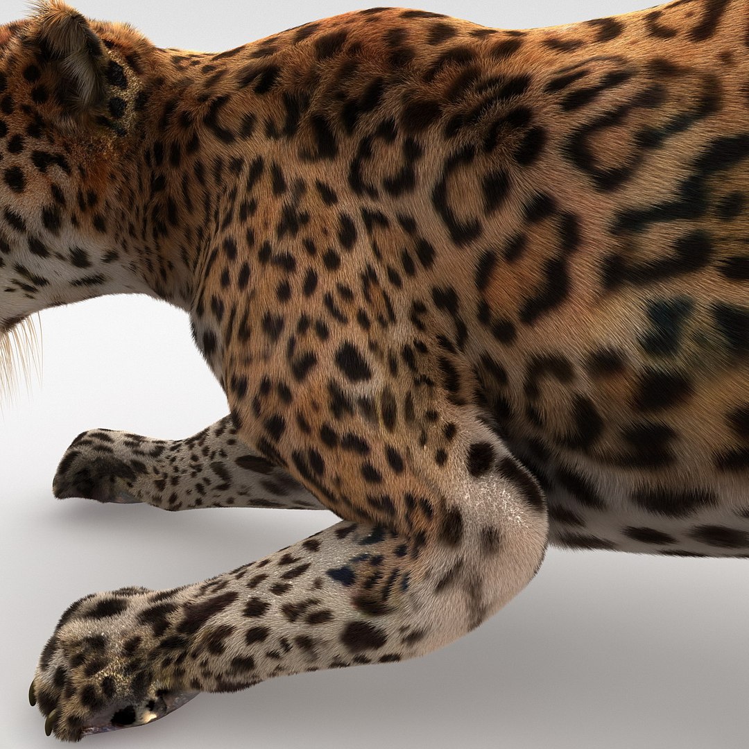 3d model pose 3 fur