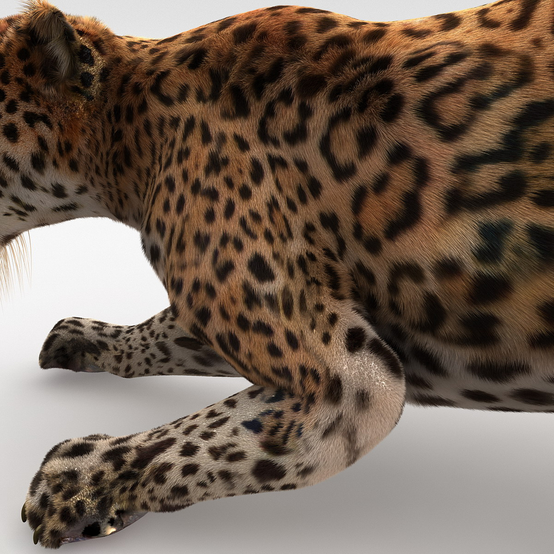 modelo 3d Pose de jaguar 3 pieles - TurboSquid 804199