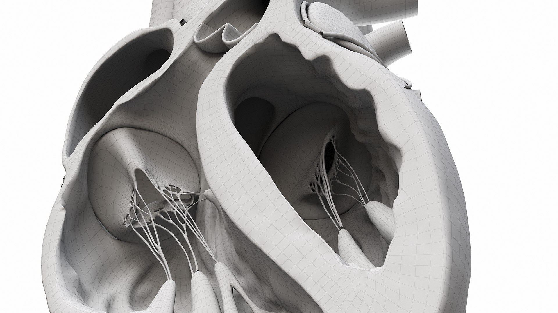Heart Anterior Section V2 Animated 3D Model - TurboSquid 1757886
