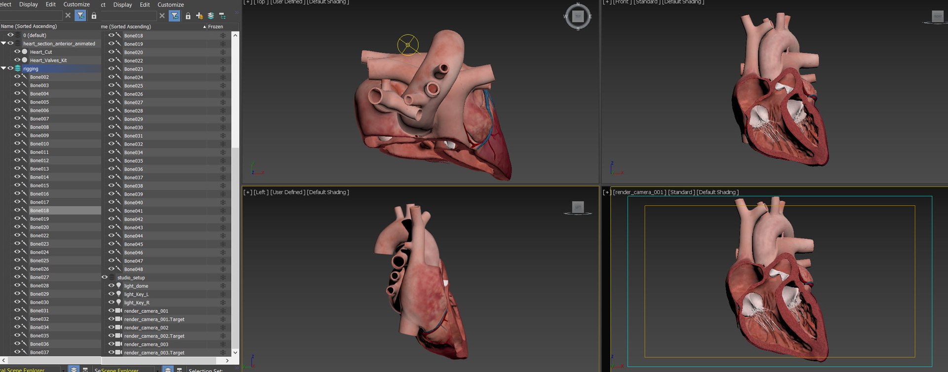 Heart Anterior Section V2 Animated 3D Model - TurboSquid 1757886