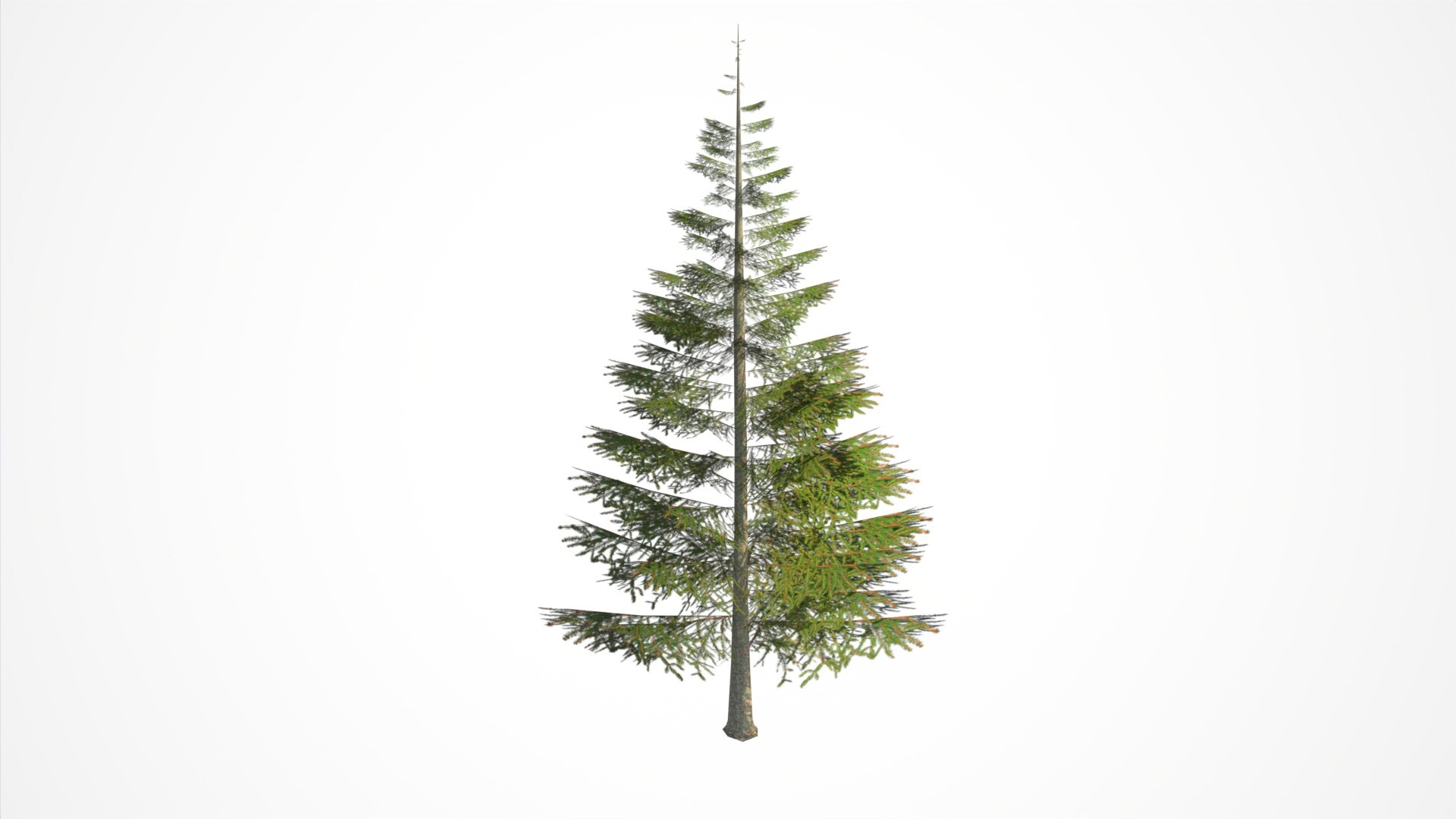 Norway Spruce Tree Conifer Low Poly Model - TurboSquid 2312888