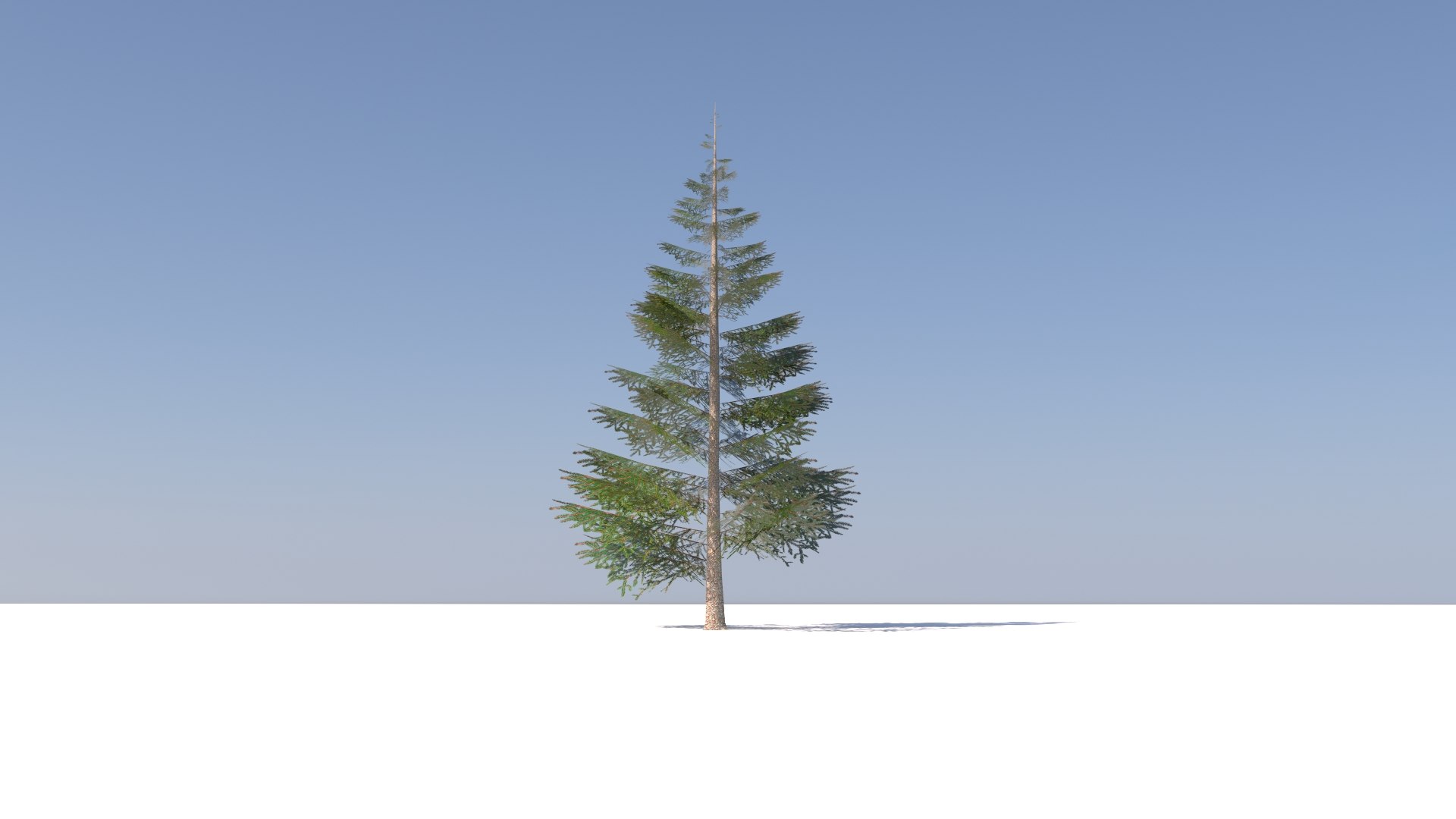Norway Spruce Tree Conifer Low Poly Model - TurboSquid 2312888