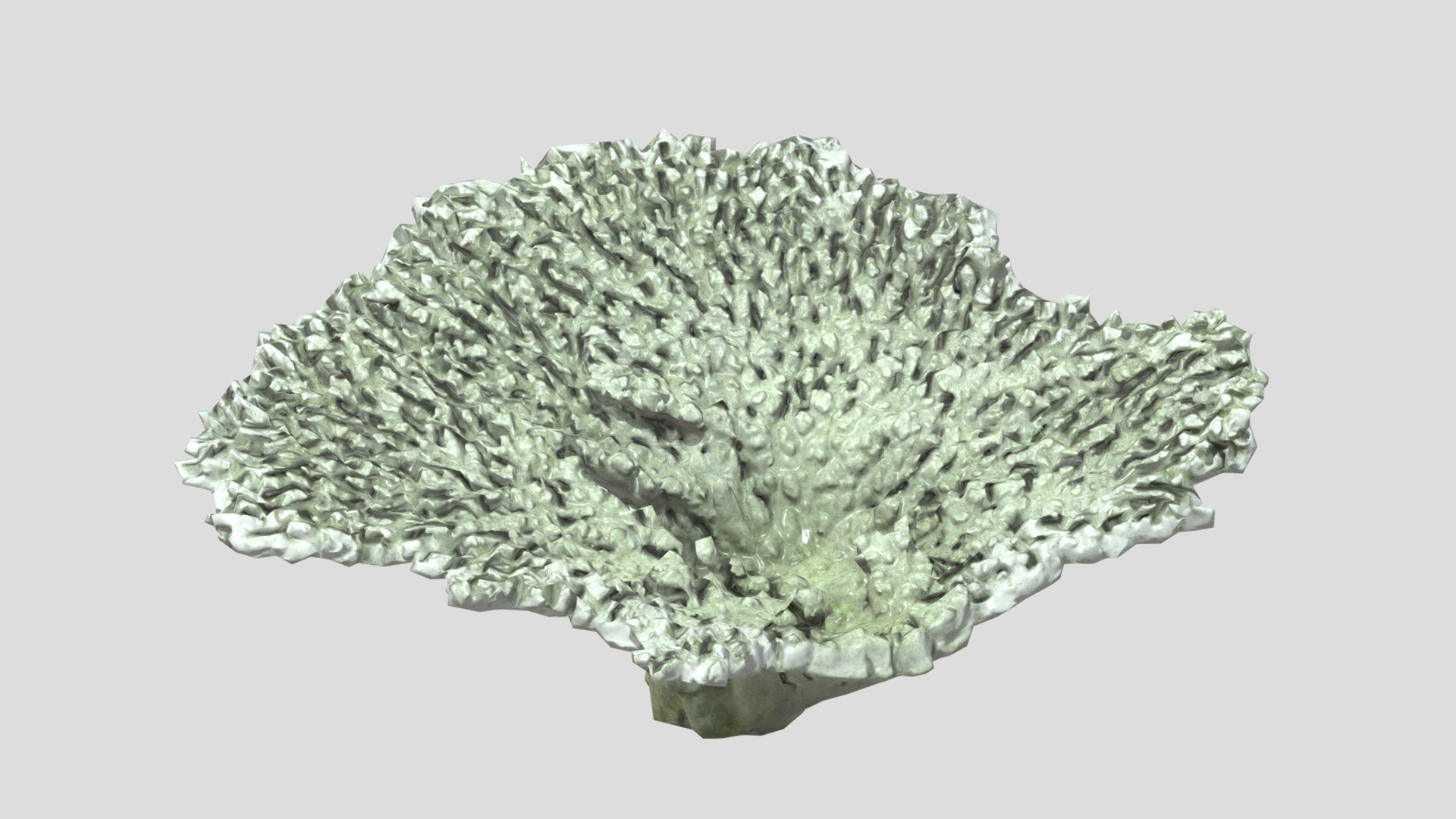 Acropora Clathrata Coral Low Poly 3D - TurboSquid 2271954