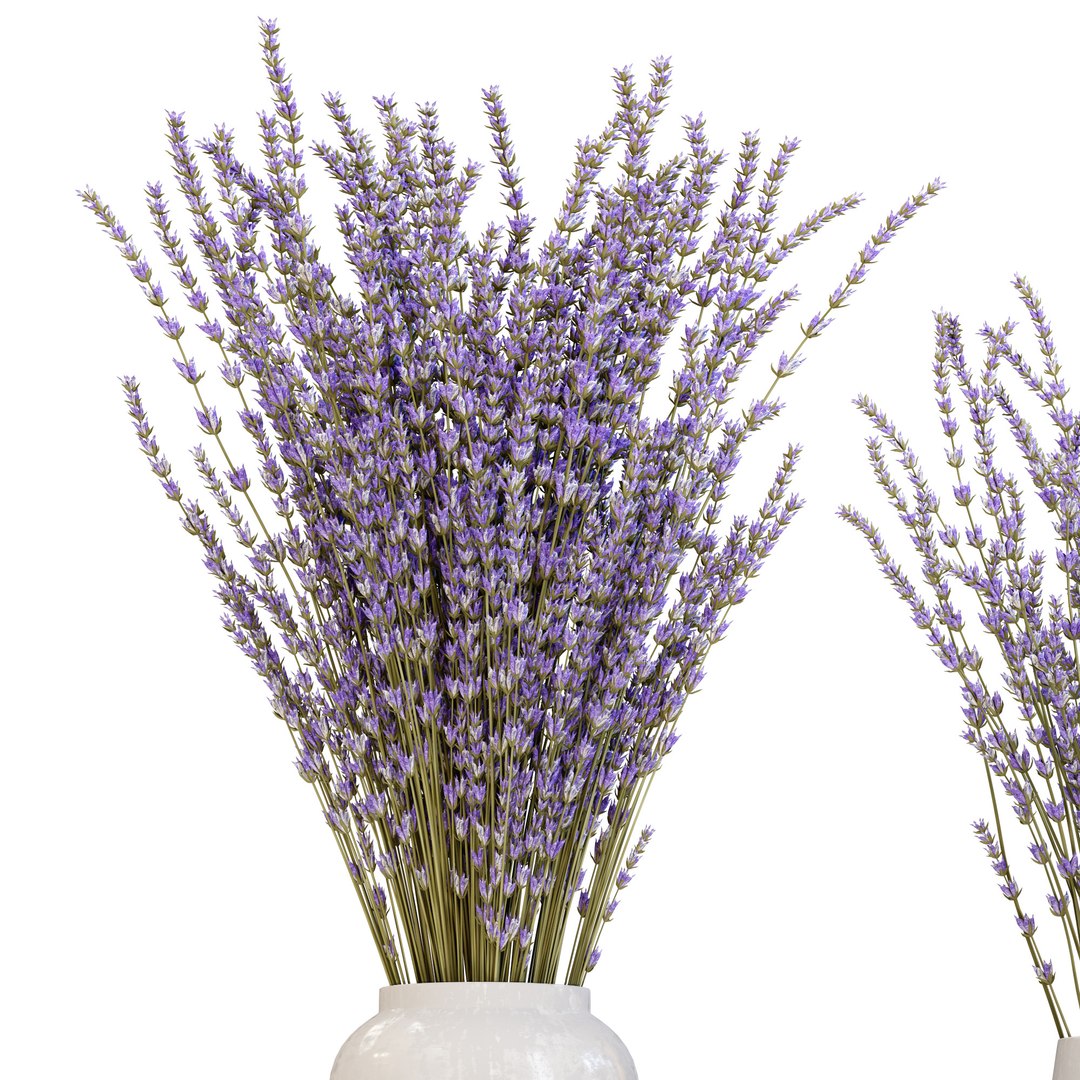 Dry Flowers 11 Lavender 3D Model - TurboSquid 2173454